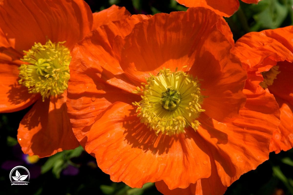 Islandmohn (Papaver Nudicaule): Pflege, Standortwahl Und Co.! - Pflanzensache