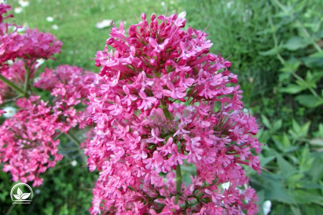 Rote Spornblume: Alles Über Centranthus Ruber Im Überblick!