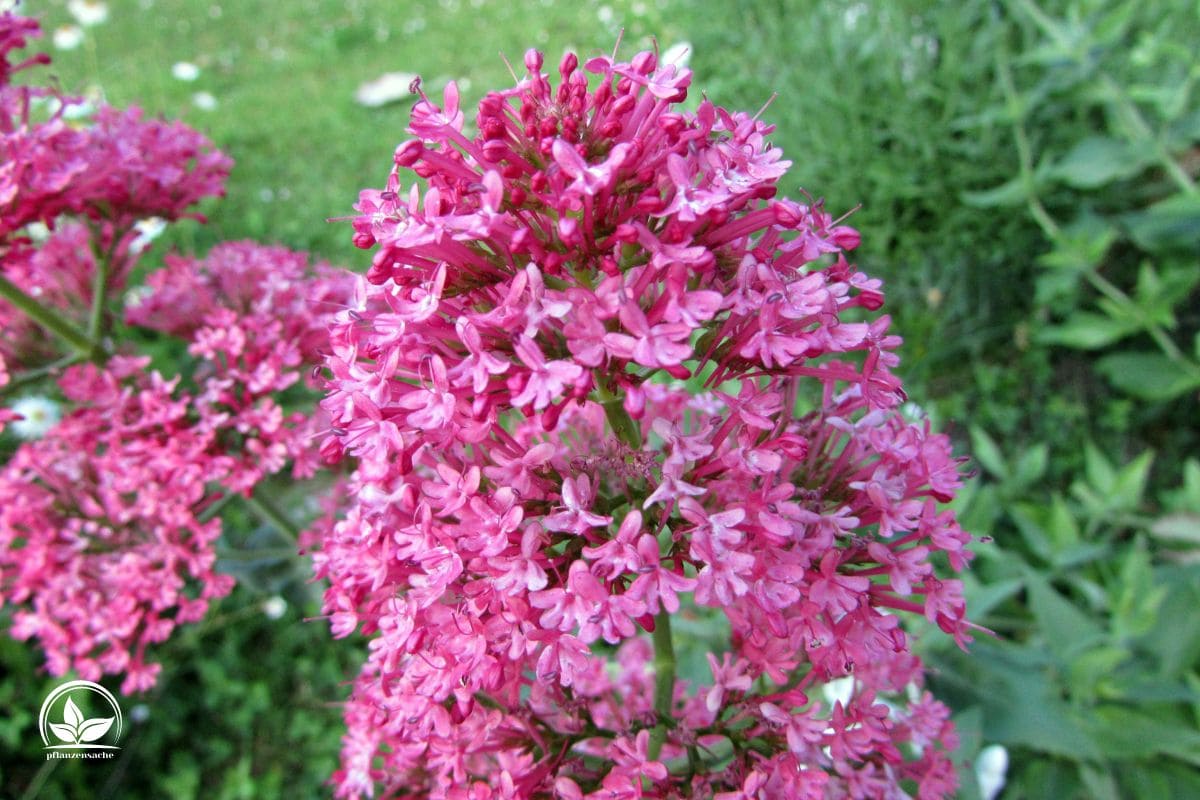 Rote Spornblume: Alles Über Centranthus Ruber Im Überblick!