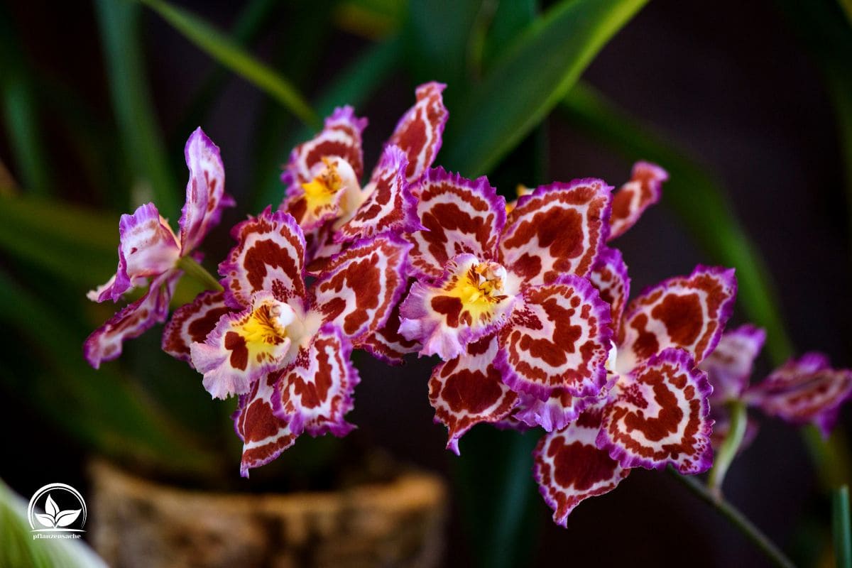 Seltene Orchideen Farben: Die Schönsten Raritäten Im Überblick!