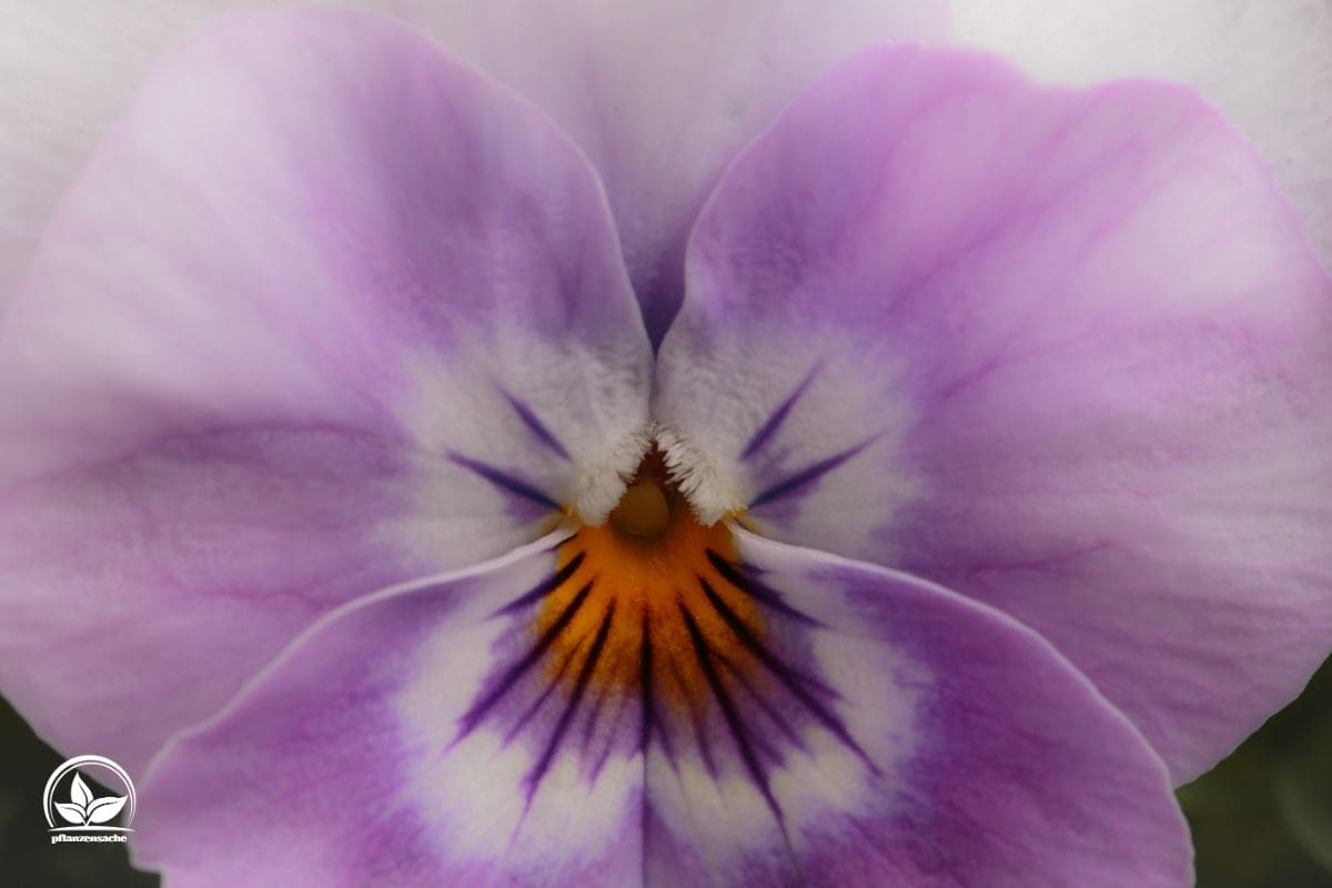 Geburtsblume Februar: Das Sagt Sie Über Ihre Charaktereigenschaften!