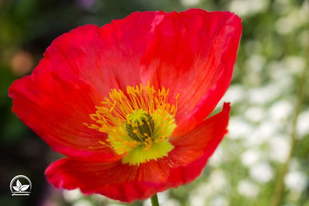 Islandmohn (Papaver Nudicaule): Pflege, Standortwahl Und Co ...