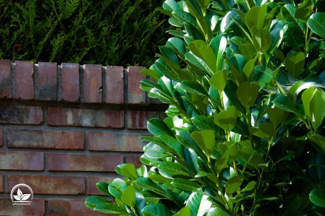 Lorbeerhecke (Prunus Laurocerasus): Merkmale Und Tipps Für Die Pflege!