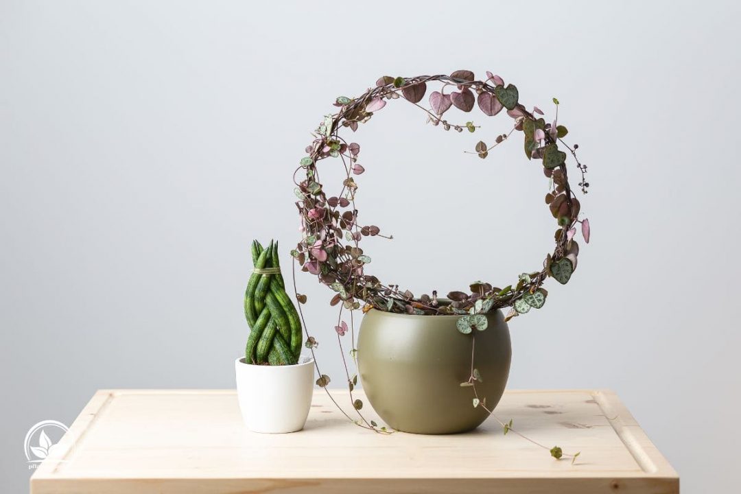 Leuchterpflanze: Pflegetipps, Merkmale & Pflanzenarten - Pflanzensache