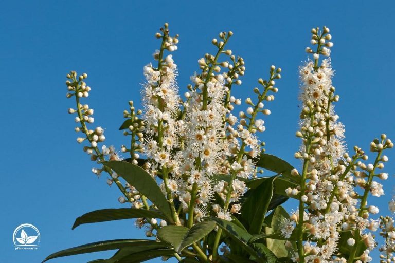 Lorbeerhecke (Prunus Laurocerasus): Merkmale Und Tipps Für Die Pflege!