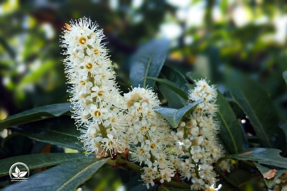 Lorbeerhecke (Prunus Laurocerasus): Merkmale Und Tipps Für Die Pflege!