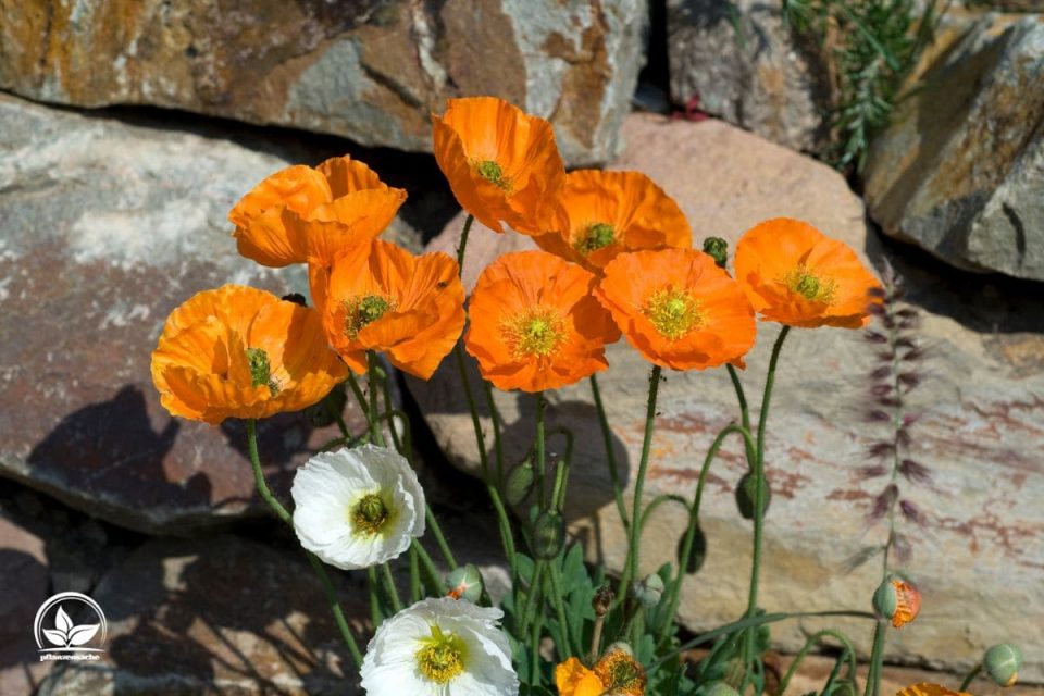 Islandmohn (Papaver Nudicaule): Pflege, Standortwahl Und Co ...