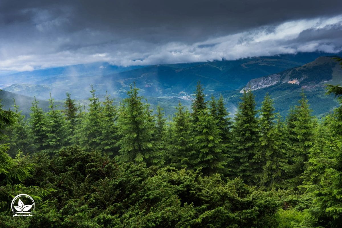 Die TOP 9 Nadelbäume Arten: Eigenschaften Und Merkmale Im Überblick!