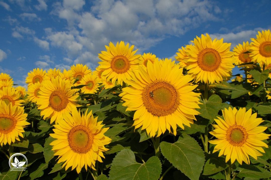 Geburtsblume September: Das Sind Ihre Floralen Sternzeichen!