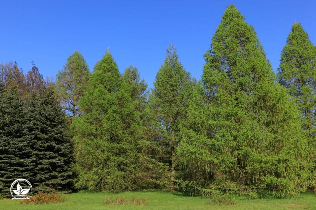 Kleine Nadelbaume Bis 2m