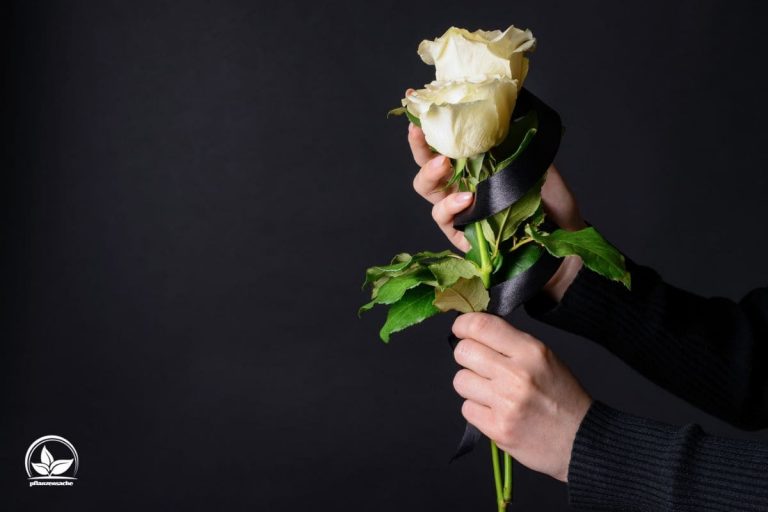 Mitgefühl Zeigen Mit Den Richtigen Trauerblumen: Symbolik & Bedeutung ...