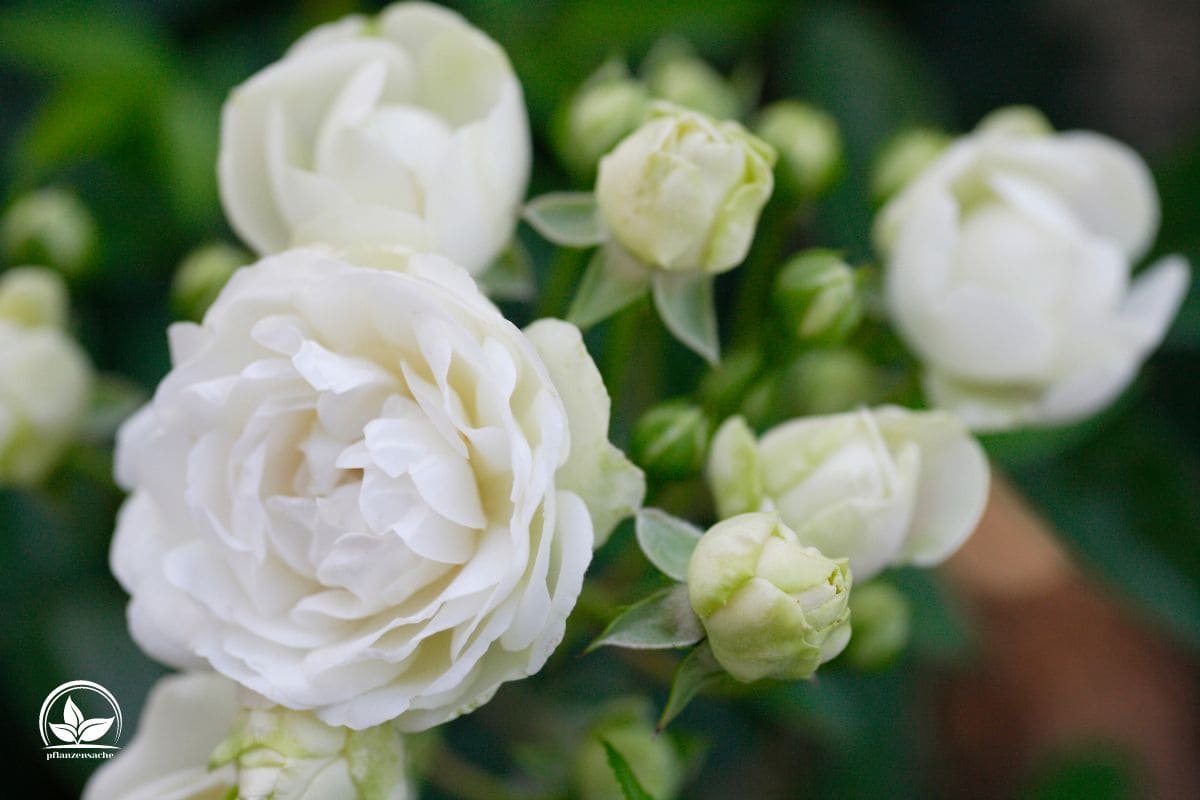 Wofür Stehen Weiße Rosen
