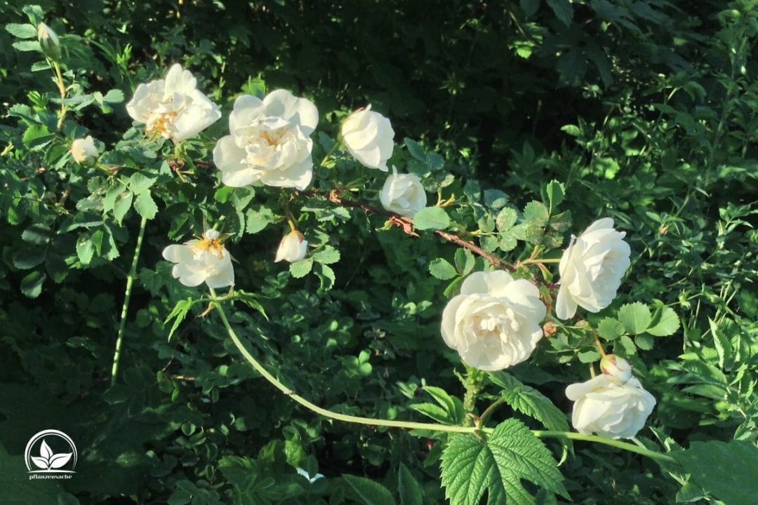 Wofür Stehen Weiße Rosen
