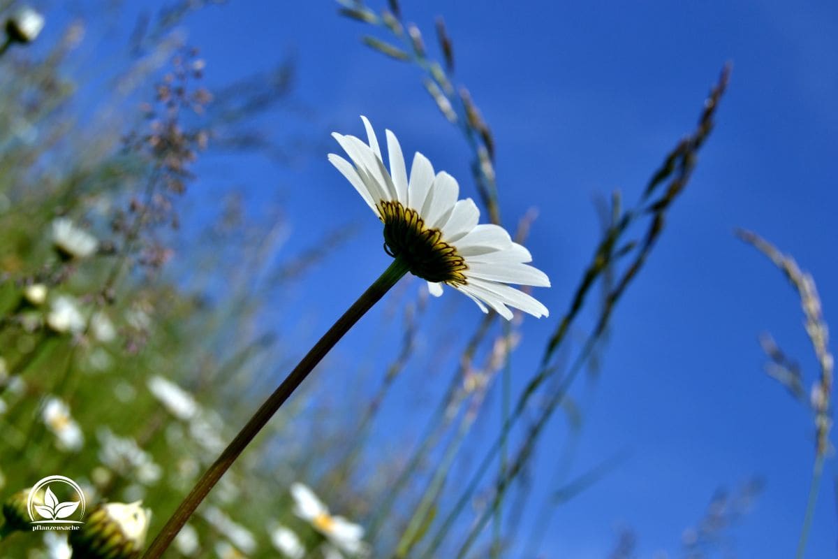 Margeriten Arten: Die Einteilung & Pflegetipps - Pflanzensache