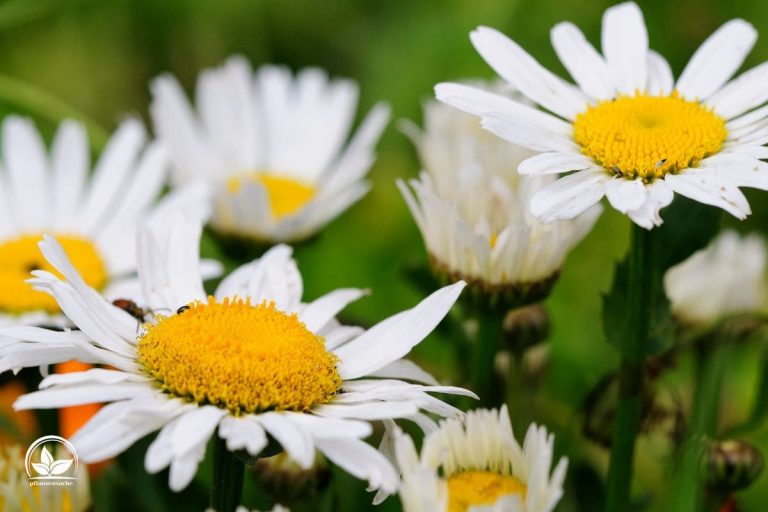 Margeriten Arten: Die Einteilung & Pflegetipps