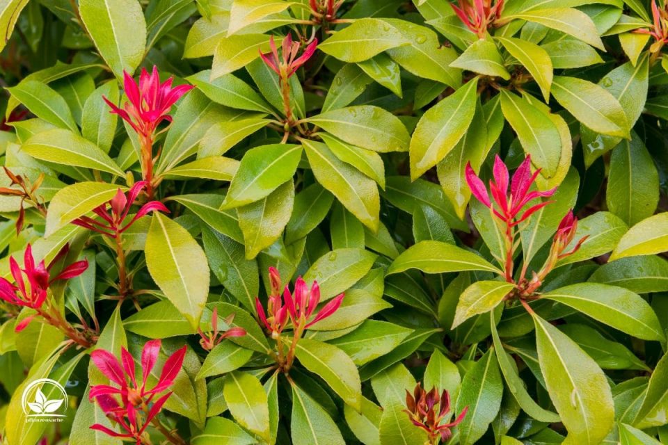 Glanzmispel Red Robin: Merkmale & Pflegetipps - Pflanzensache