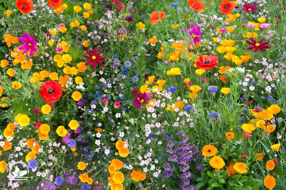 Heimische Blumen Als Wilde Exoten In Ihrem Garten