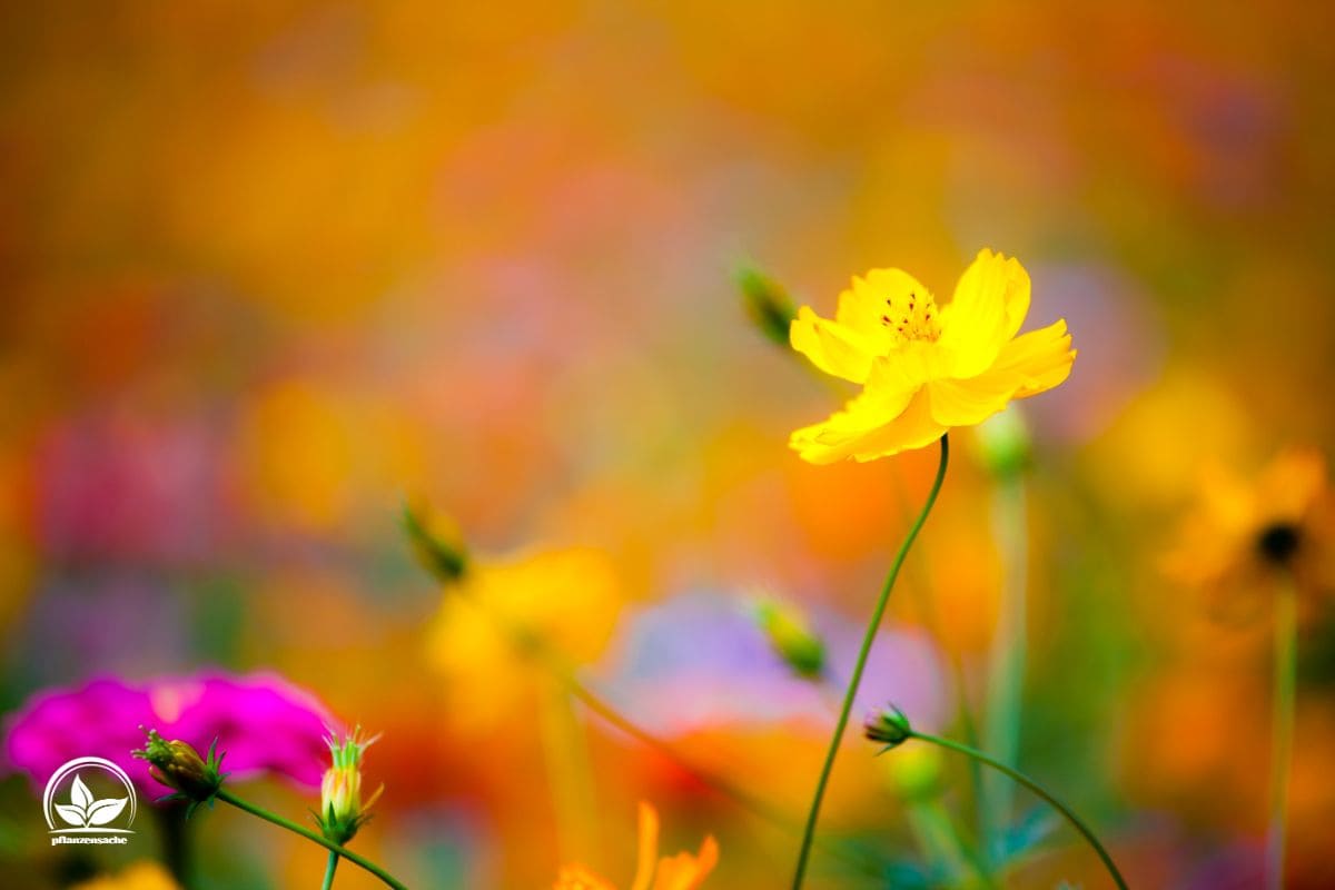 Heimische Blumen Als Wilde Exoten In Ihrem Garten