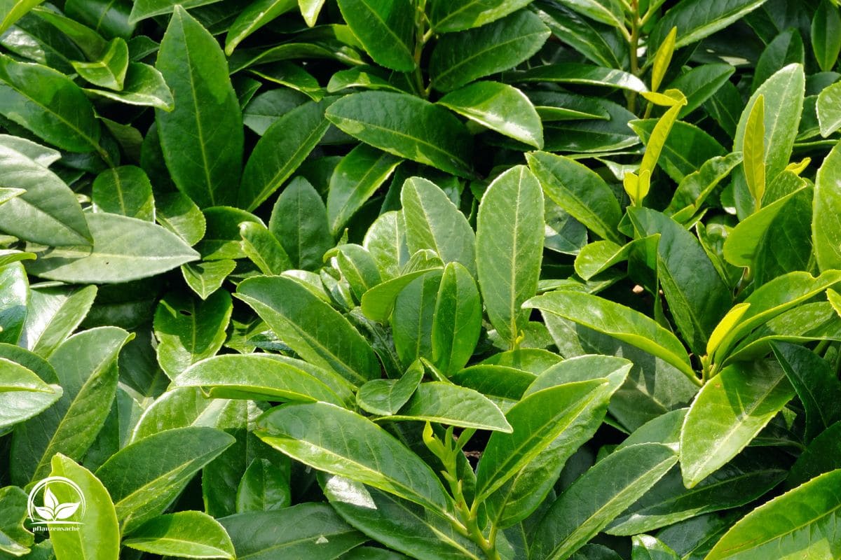 Lorbeerhecke (Prunus Laurocerasus): Merkmale Und Tipps Für Die Pflege ...