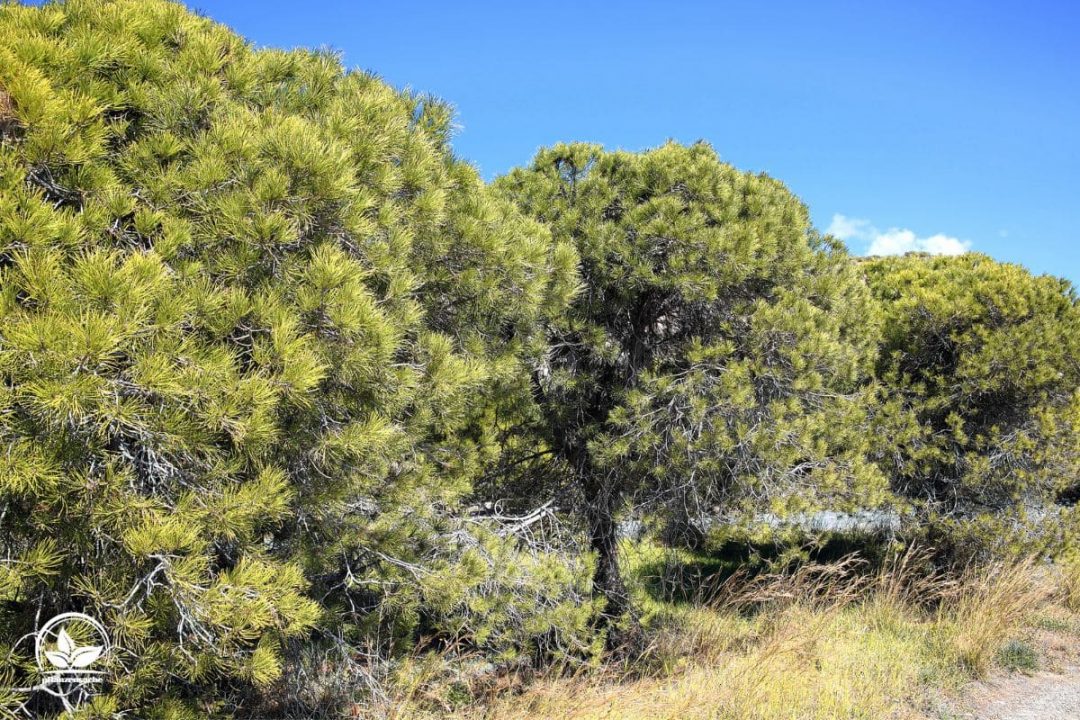 Mediterrane Bäume: Pflegeleichte Bäume Fürs Mediterrane Gefühl ...