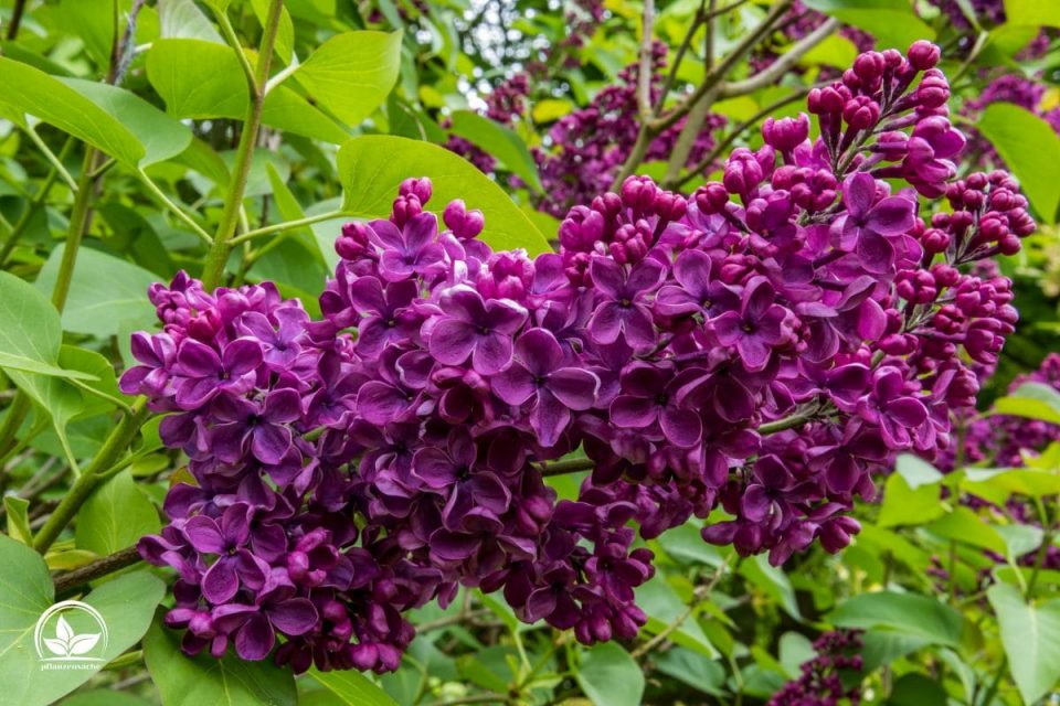 Fliederarten: Eindrucksvolle Und Duftende Flieder Sorten!