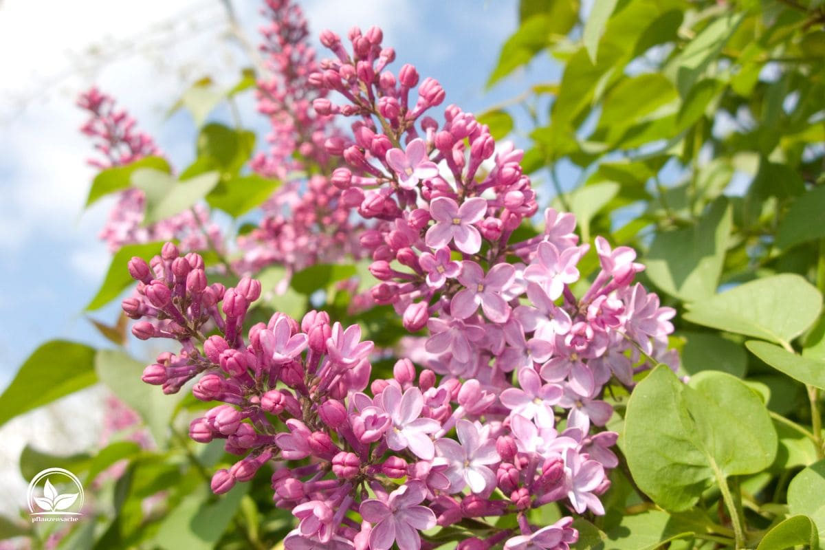 Fliederarten: Eindrucksvolle Und Duftende Flieder Sorten! - Pflanzensache