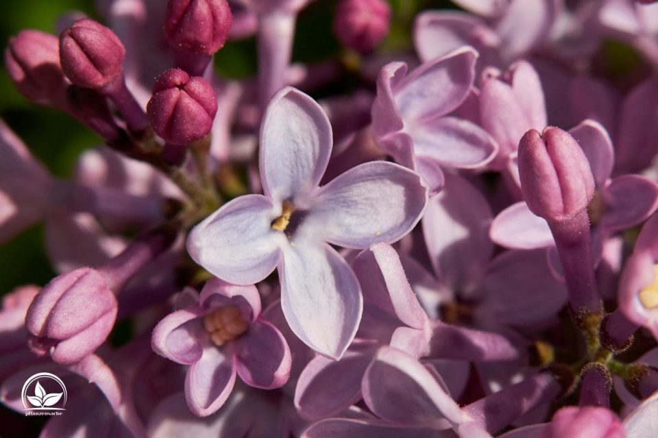 Fliederarten: Eindrucksvolle Und Duftende Flieder Sorten!