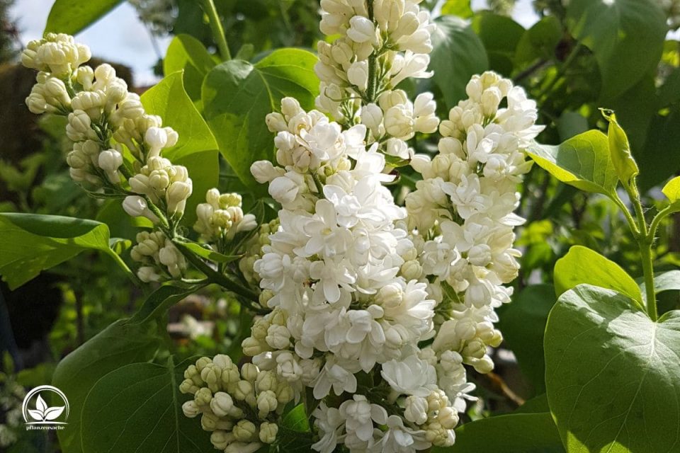 Fliederarten: Eindrucksvolle Und Duftende Flieder Sorten!