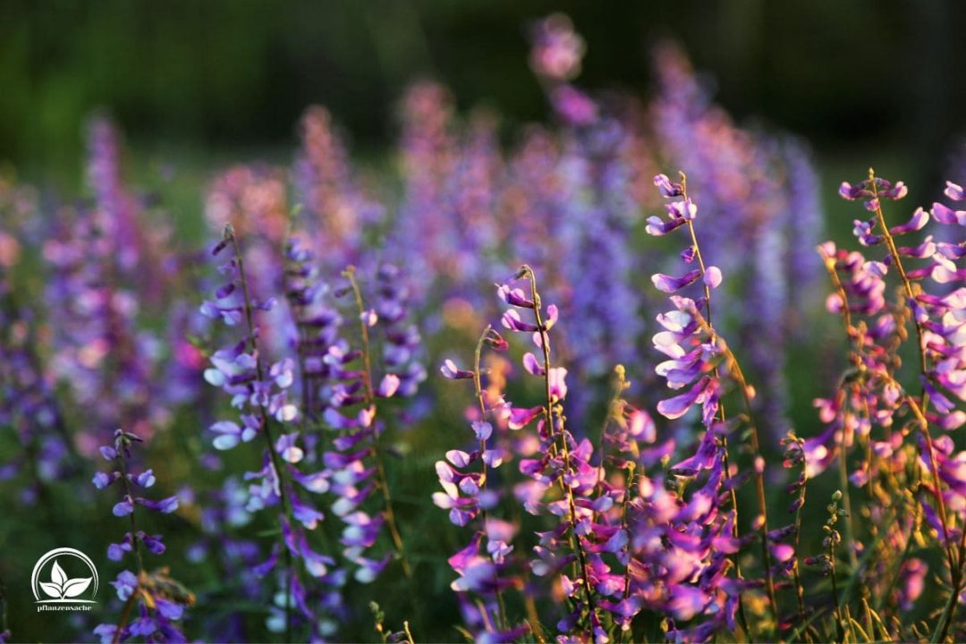 Blumensprüche: Liebe, Glück & Freundschaft In Der Blumensprache ...