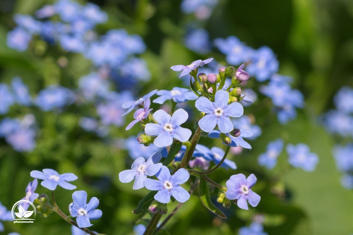 Kaukasus Vergissmeinnicht: Sorten Mit Tollen Pflegetipps