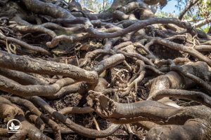 Mehr Grünes Wissen: Alles Über Die Tiefwurzler Und Das Wurzelsystem!