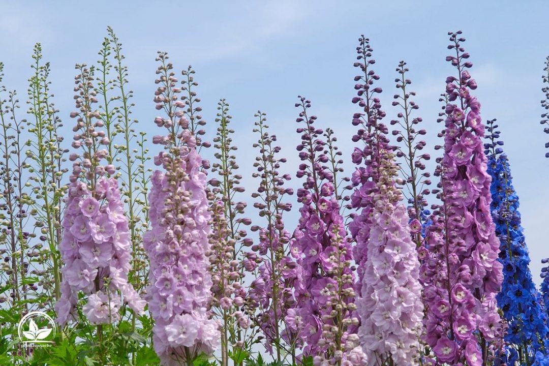Geburtsblume Juli: Was Steckt Hinter Deinem Sternzeichen?