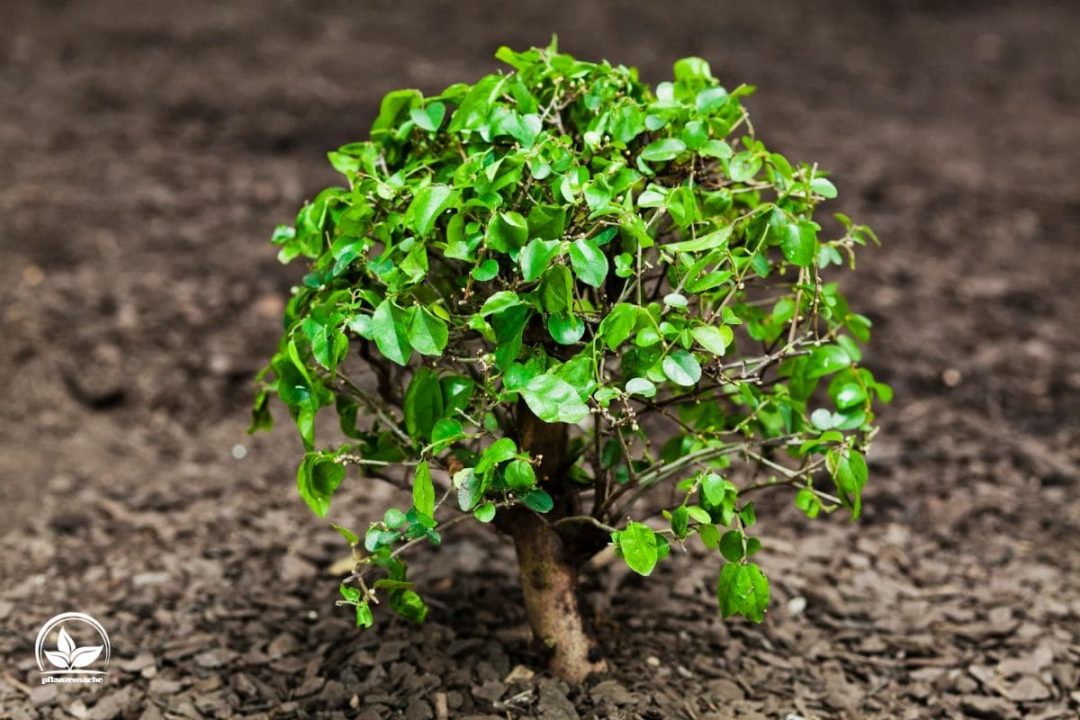 Kleine Bäume Bis 3m Die Ideal Für Kleine Gärten Sind