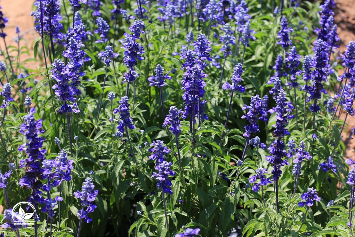 Mehliger Salbei (Salvia Farinacea): Sorte, Pflege, Vermehrung Und Co ...