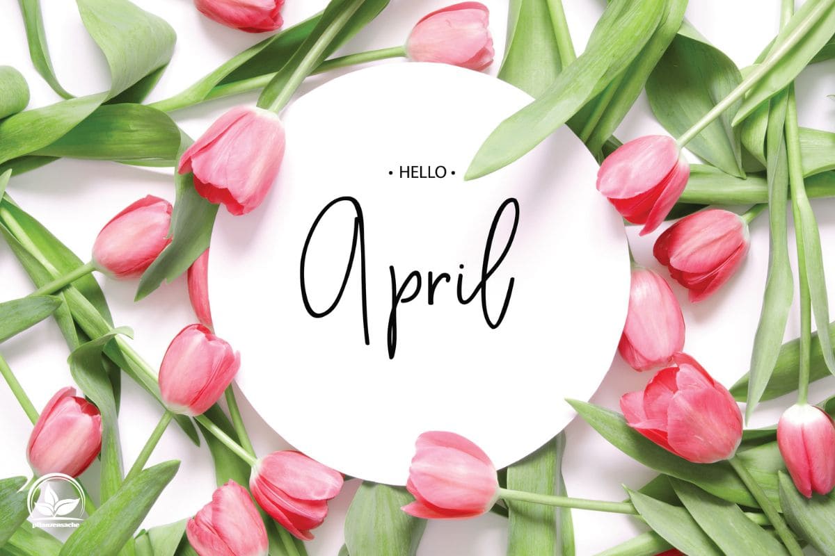 Was Blüht Im April: Die Schönsten Frühlings-Pflanzen Für Den Garten ...