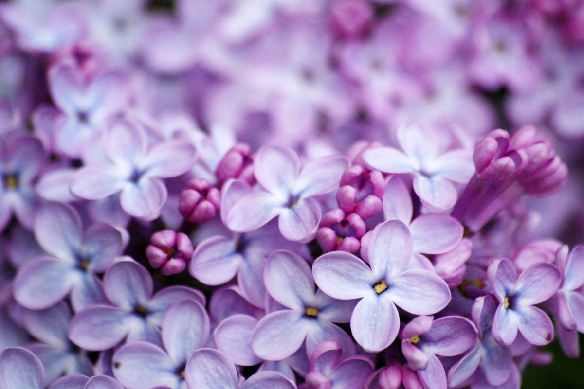 Fliederarten: Eindrucksvolle Und Duftende Flieder Sorten! - Pflanzensache