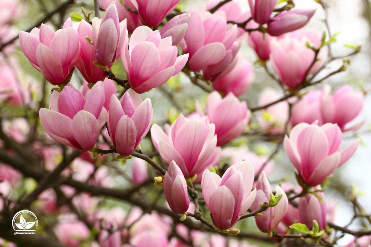 Magnolie Blütezeit: Wann Blühen Magnoliensorten?