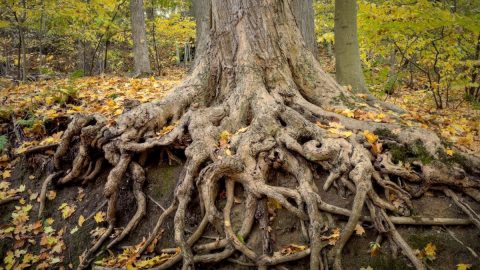 Mehr Grünes Wissen: Alles Über Die Tiefwurzler Und Das Wurzelsystem!