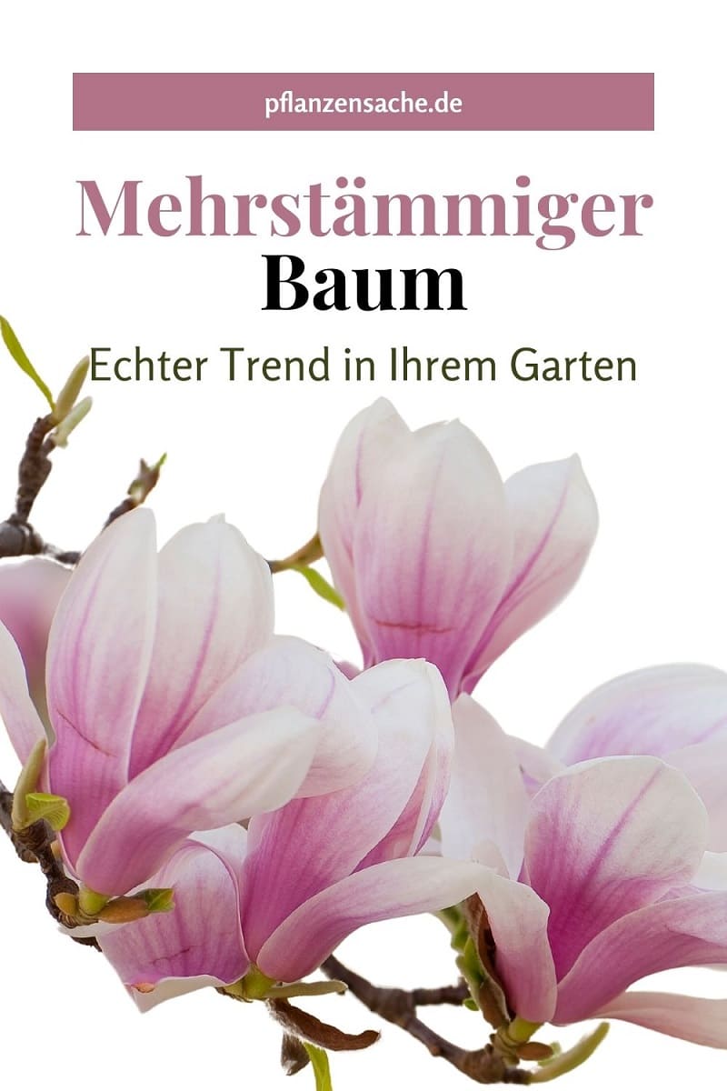 Mehrstämmiger Baum Als Echter Trend In Ihrem Garten