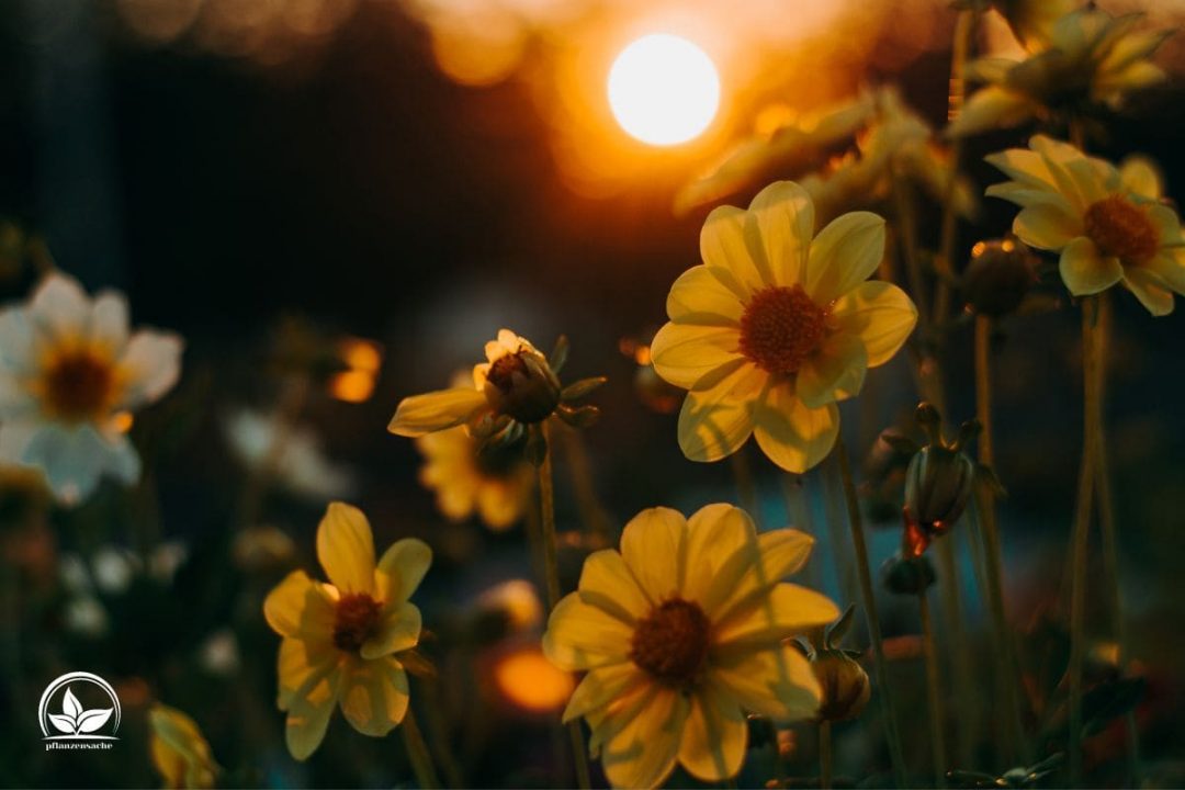 Blumensprüche: Liebe, Glück & Freundschaft In Der Blumensprache ...