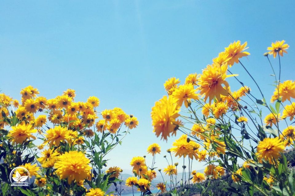 Was Blüht Im April: Die Schönsten Frühlings-Pflanzen Für Den Garten ...