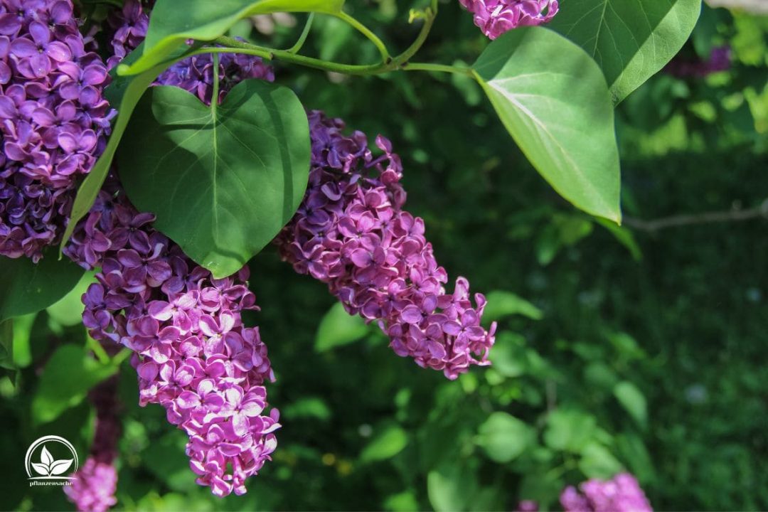 Fliederarten: Eindrucksvolle Und Duftende Flieder Sorten!