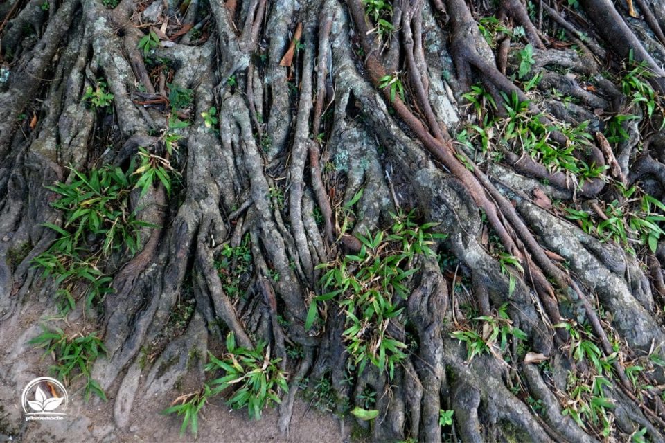 Mehr Grünes Wissen: Alles Über Die Tiefwurzler Und Das Wurzelsystem!