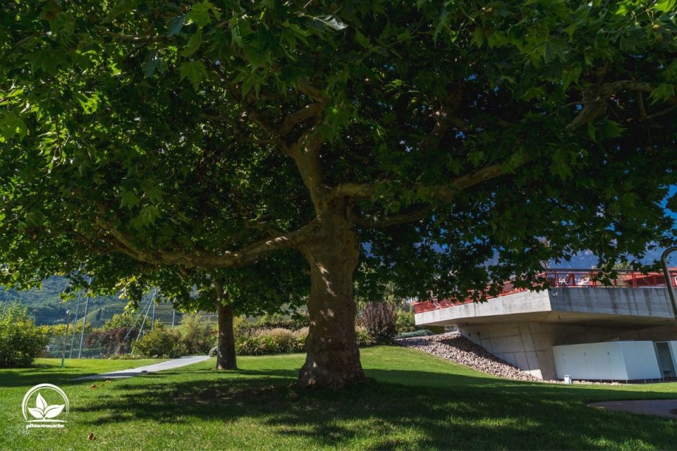 Mehrstämmiger Baum Als Echter Trend In Ihrem Garten