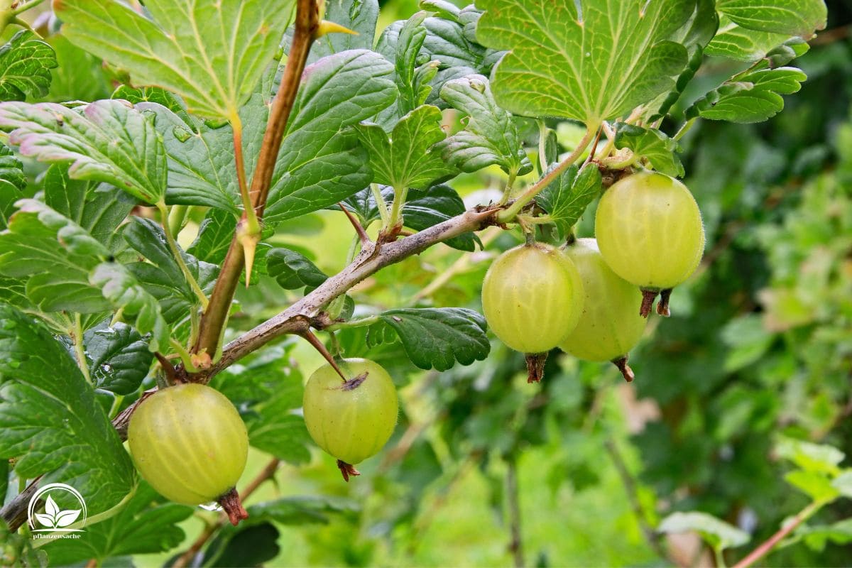 Stachelbeeren Pflanzen: Pflegetipps & Sorten - Pflanzensache