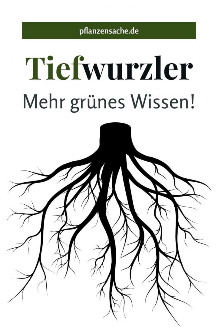 Mehr Grünes Wissen: Alles Über Die Tiefwurzler Und Das Wurzelsystem!