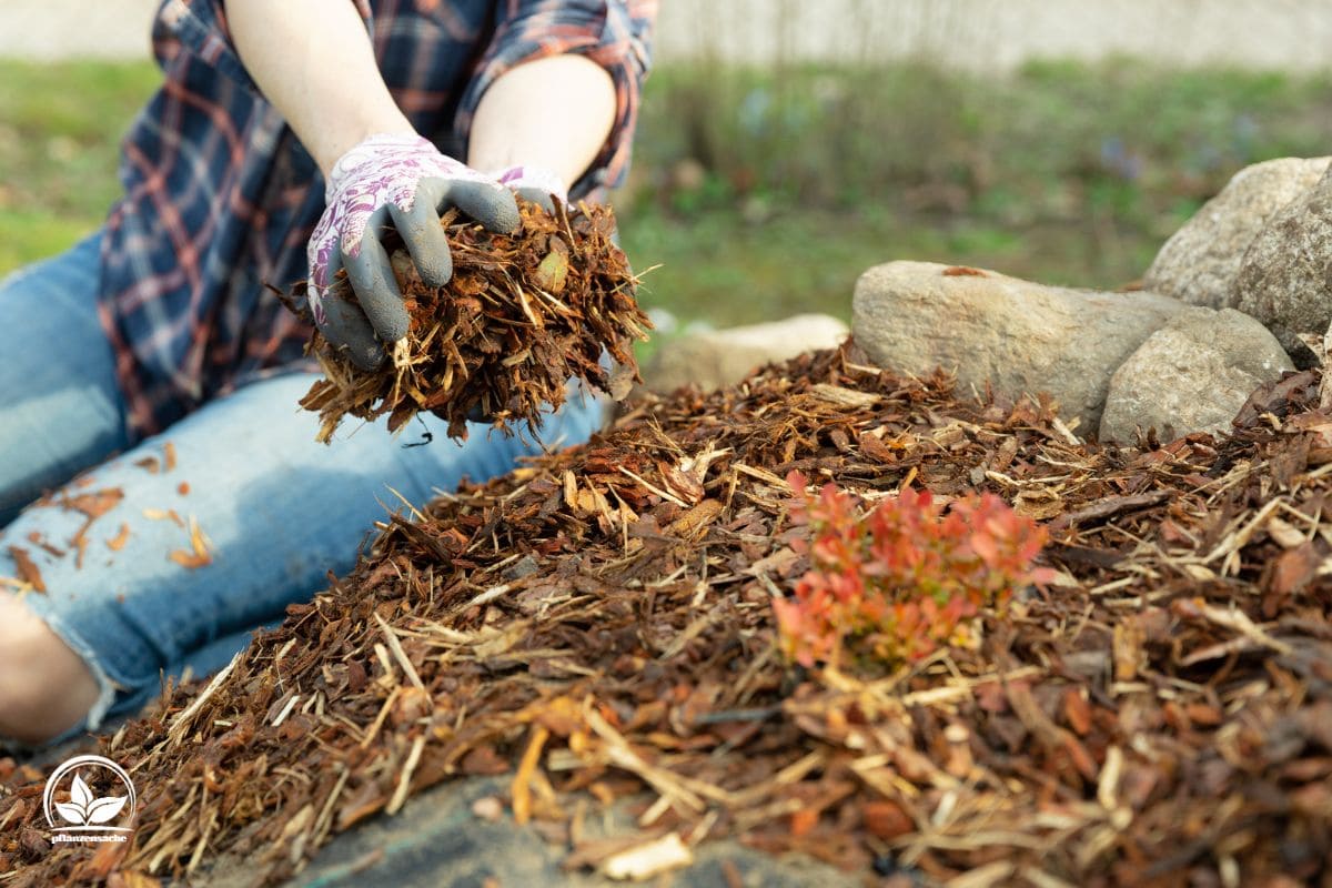 Bambus Rindenmulch Alternative