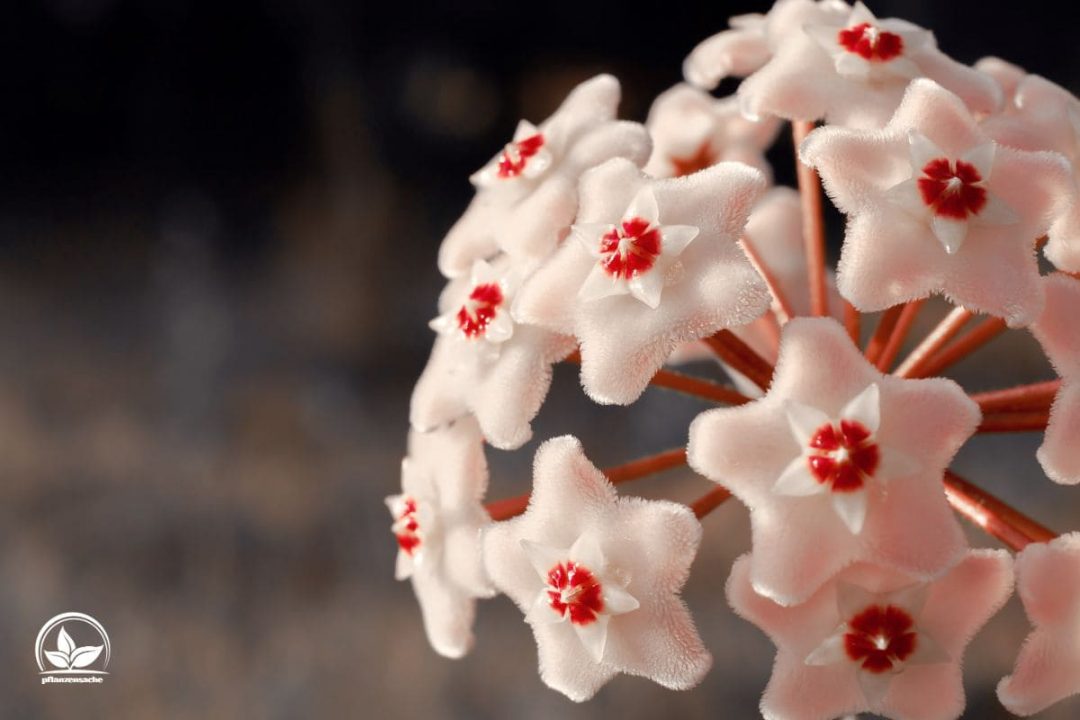 15 Duftende Zimmerpflanzen Für Jeden Raum!