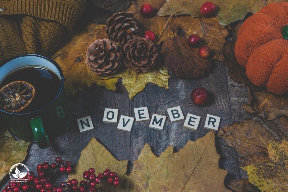 Was Blüht Im November: Blühende Oase Auch Im Herbstmonat! - Pflanzensache