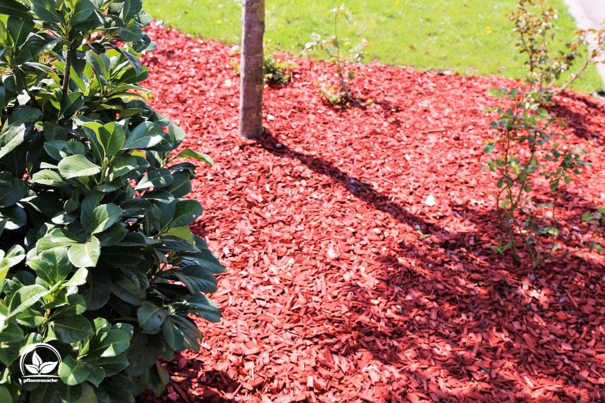 Welche Pflanzen Vertragen Rindenmulch Nicht